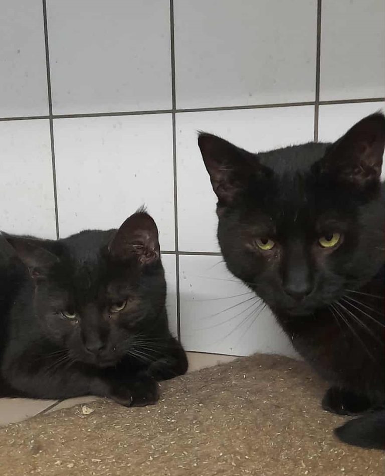 Cats Needing Homes in Suffolk, UK - Suffolk Animal Rescue UK