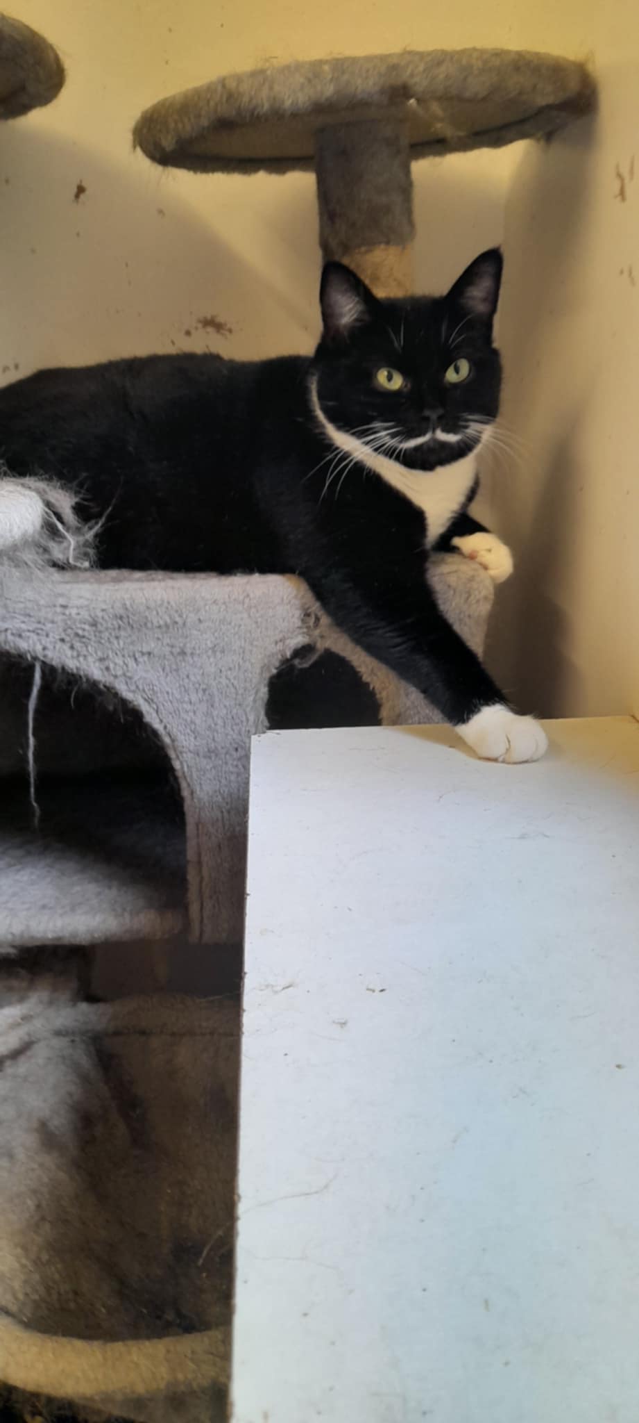 Cats Needing Homes in Suffolk, UK - Suffolk Animal Rescue UK