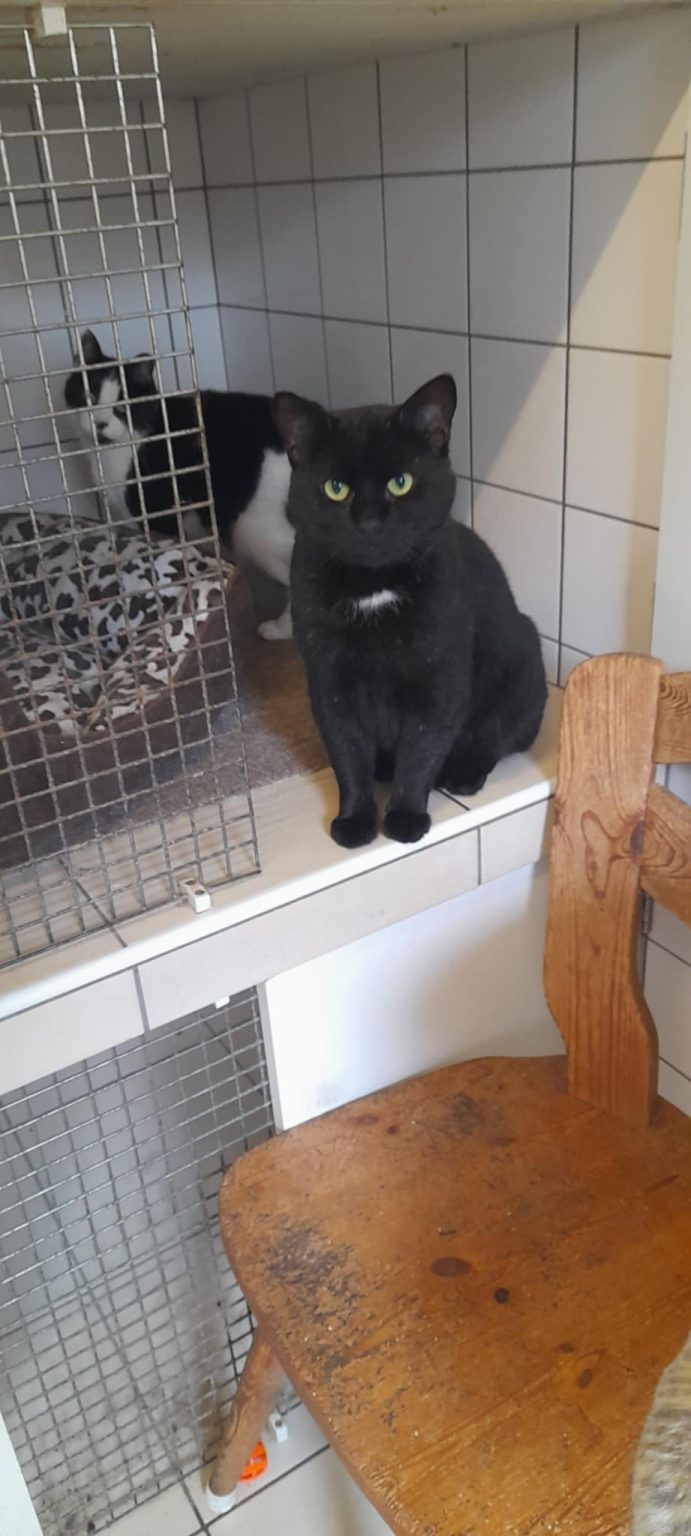 Cats Needing Homes in Suffolk, UK - Suffolk Animal Rescue UK