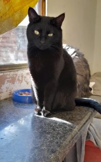 Cats Needing Homes in Suffolk, UK - Suffolk Animal Rescue UK