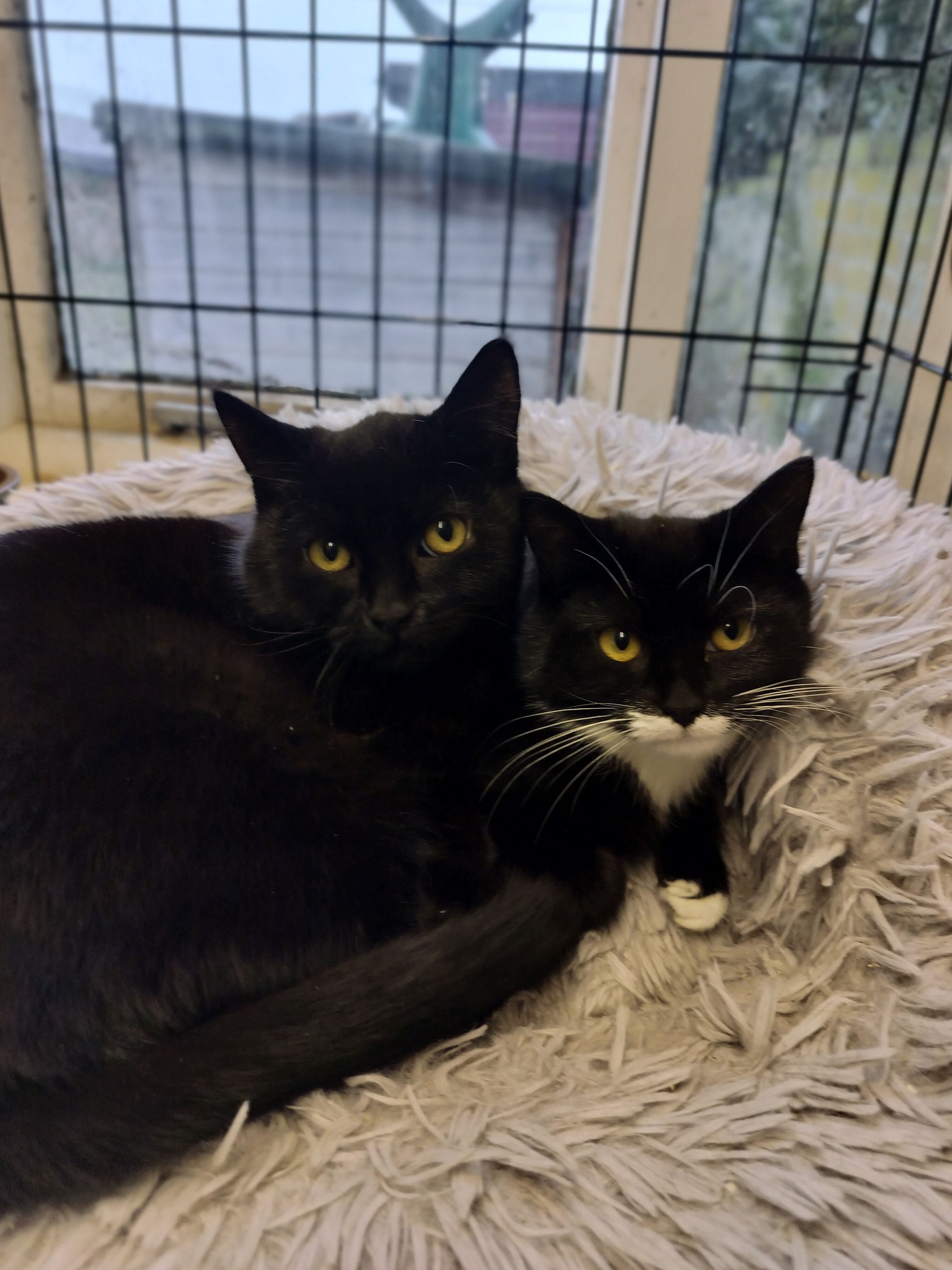 Cats Needing Homes in Suffolk, UK - Suffolk Animal Rescue UK
