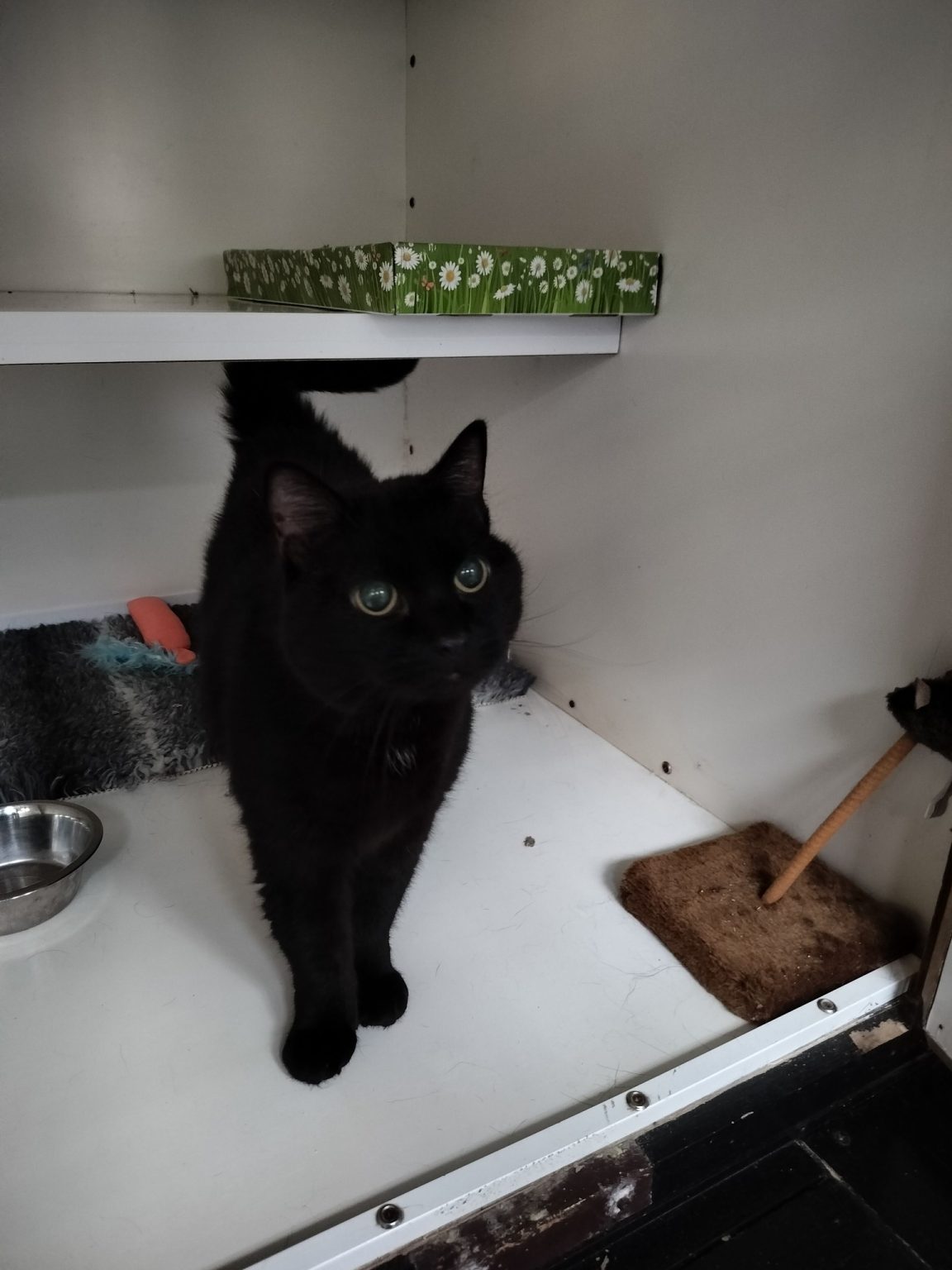 Cats Needing Homes in Suffolk, UK - Suffolk Animal Rescue UK