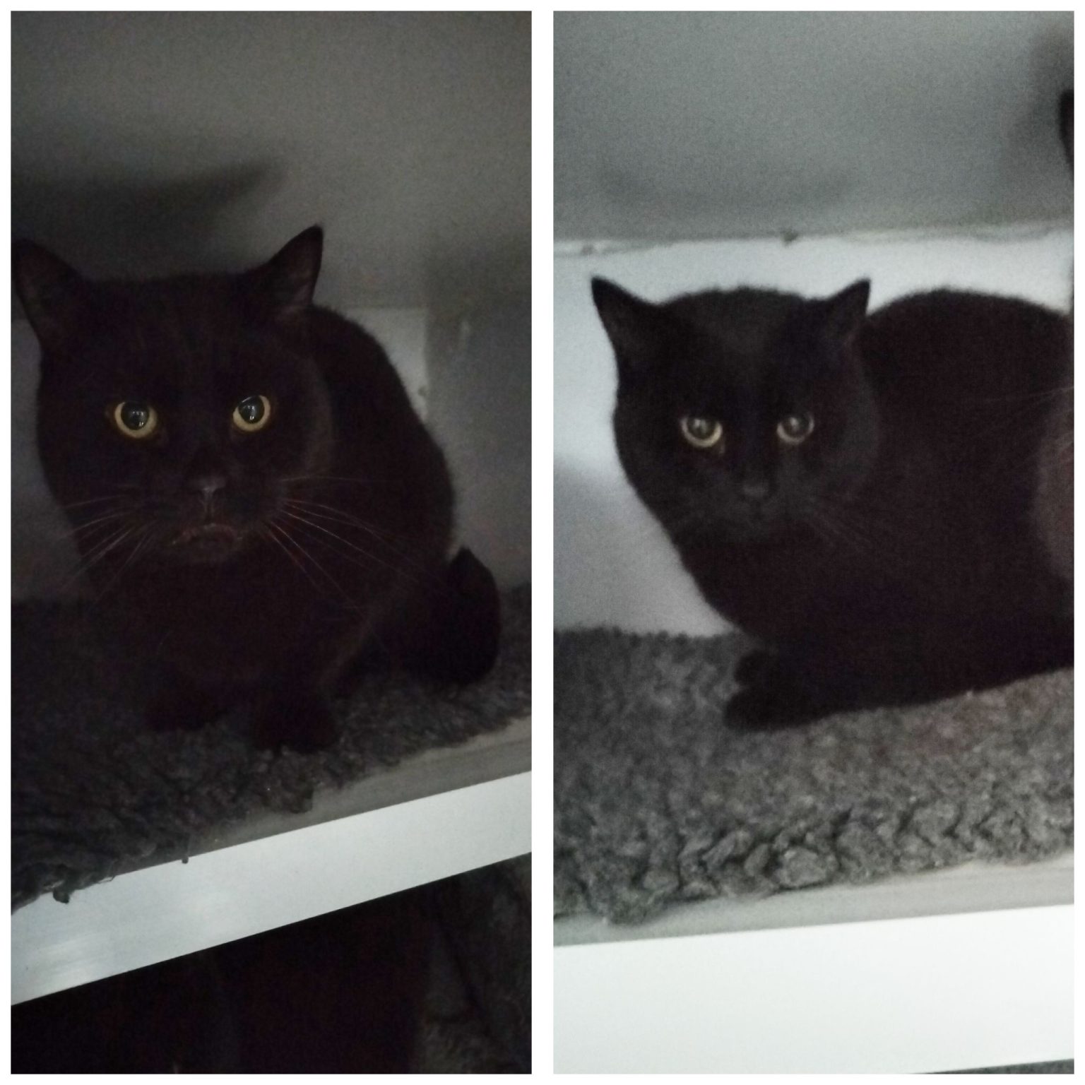 Cats Needing Homes in Suffolk, UK - Suffolk Animal Rescue UK