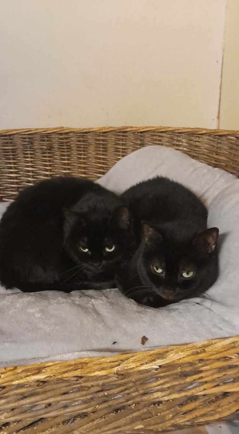 Cats Needing Homes in Suffolk, UK - Suffolk Animal Rescue UK