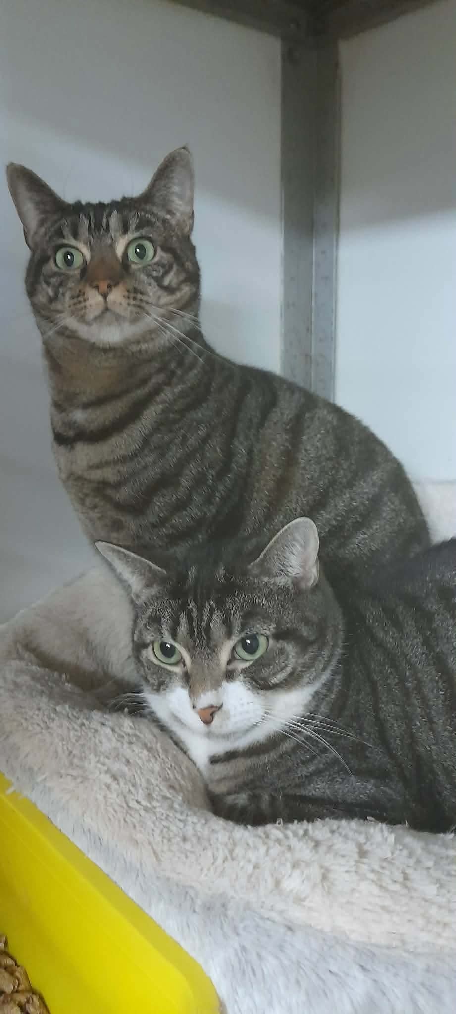 Cats Needing Homes in Suffolk, UK - Suffolk Animal Rescue UK