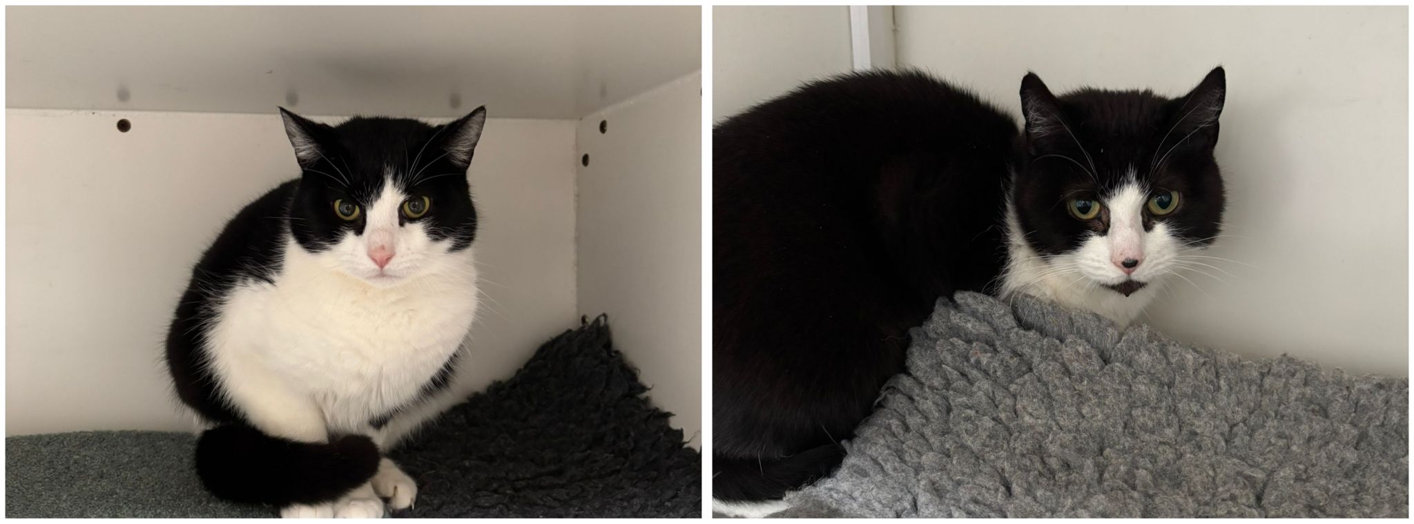Cats Needing Homes in Suffolk, UK - Suffolk Animal Rescue UK