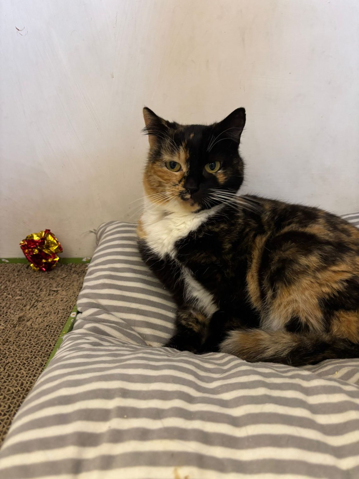 Cats Needing Homes in Suffolk, UK - Suffolk Animal Rescue UK