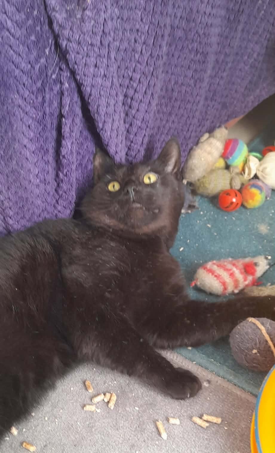 Cats Needing Homes in Suffolk, UK - Suffolk Animal Rescue UK