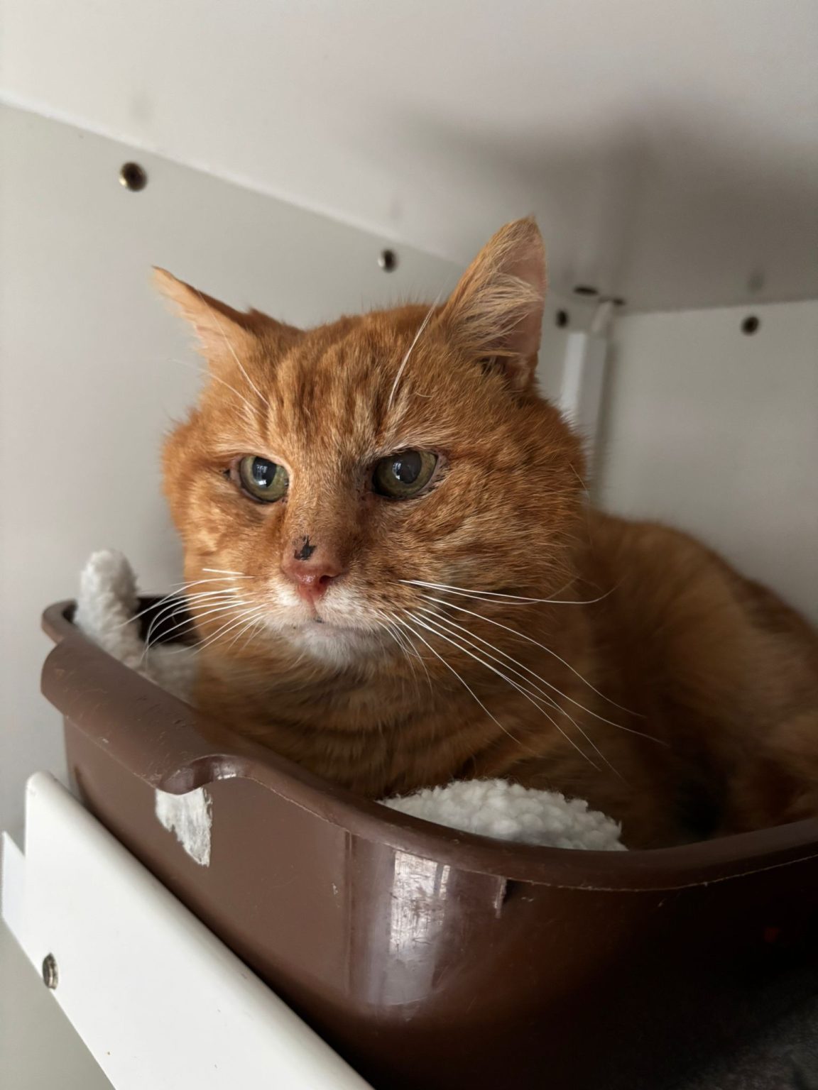 Cats Needing Homes in Suffolk, UK - Suffolk Animal Rescue UK