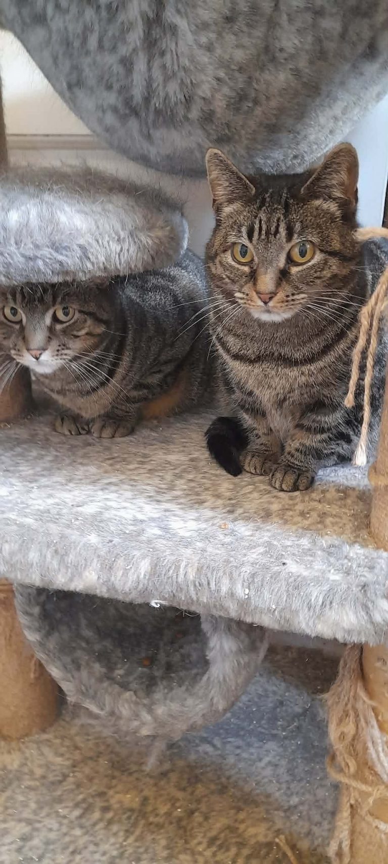 Cats Needing Homes in Suffolk, UK - Suffolk Animal Rescue UK