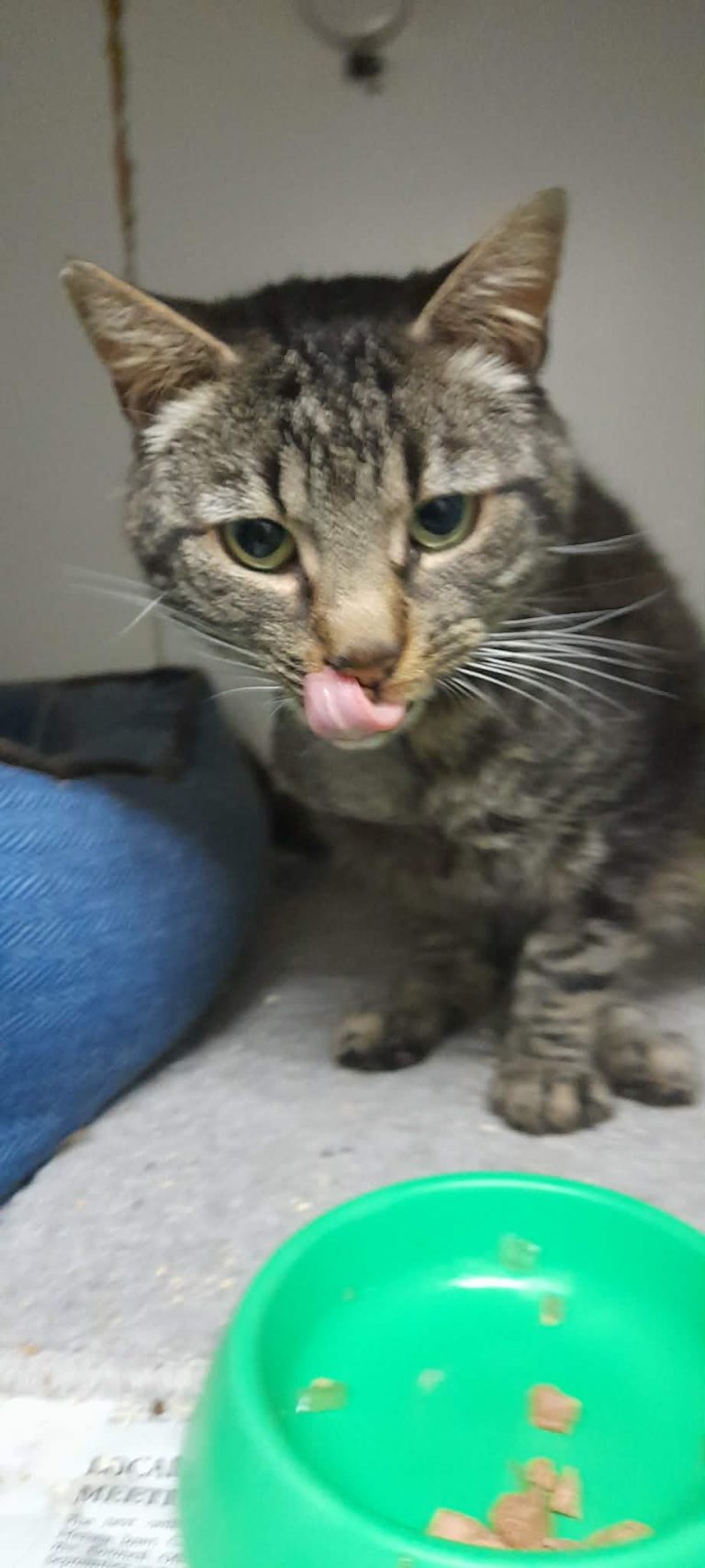 Cats Needing Homes in Suffolk, UK - Suffolk Animal Rescue UK