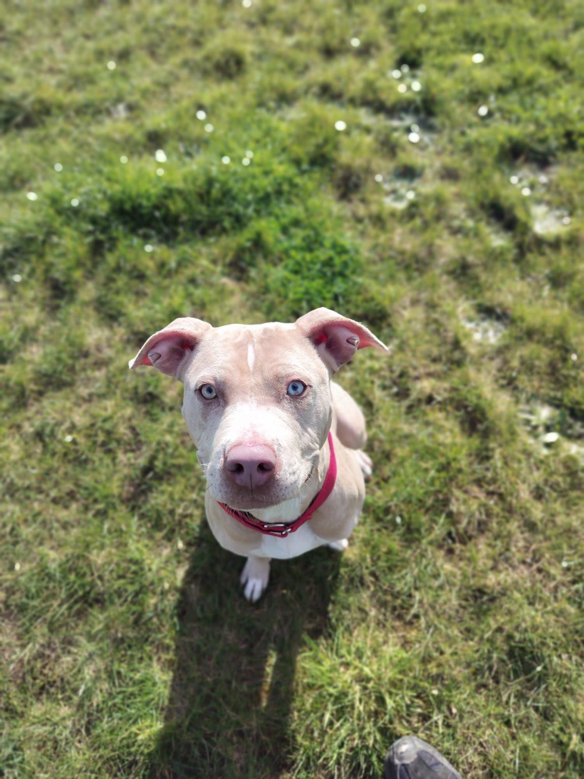 Dogs Needing Homes in Suffolk, UK - Suffolk Animal Rescue