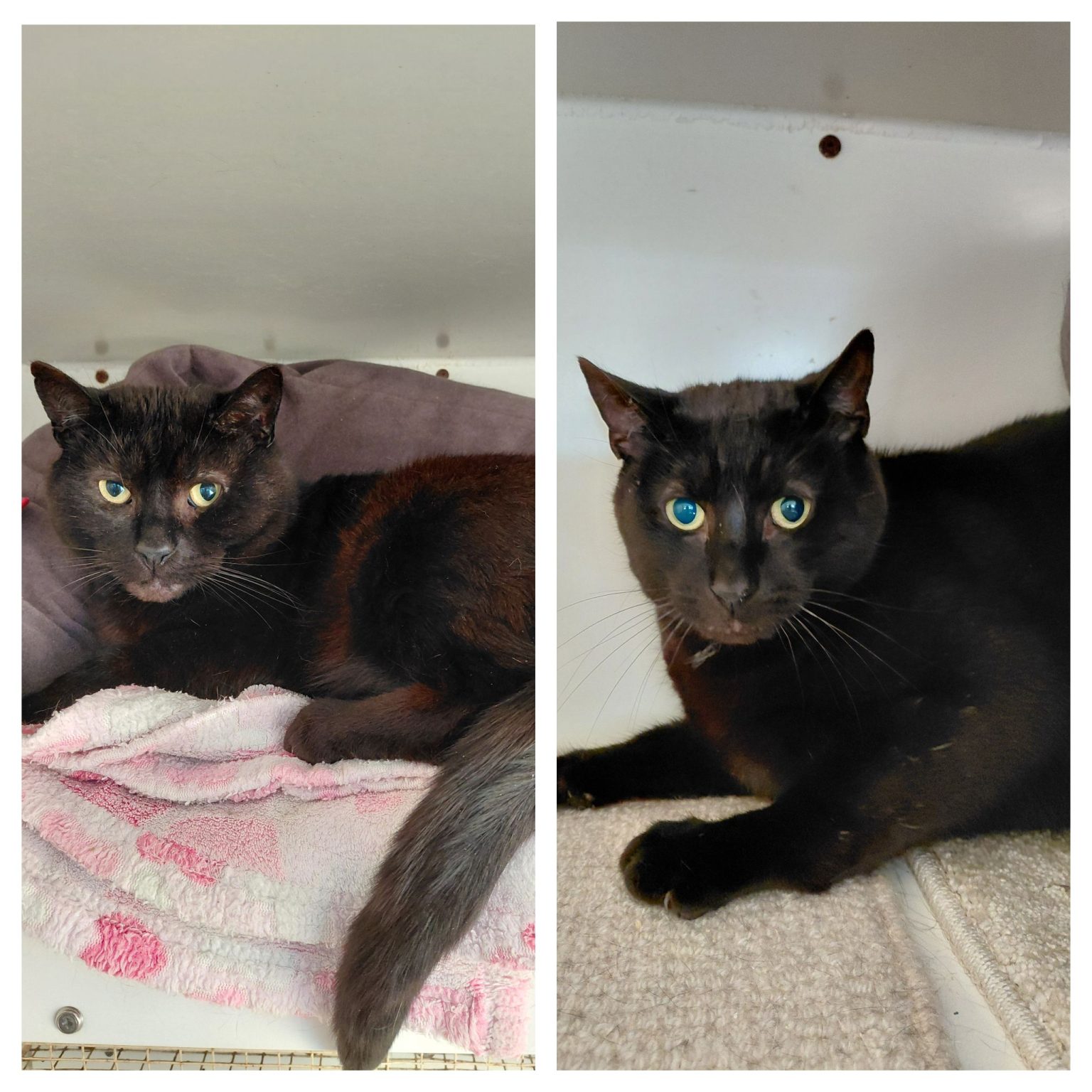 Cats Needing Homes in Suffolk, UK - Suffolk Animal Rescue UK