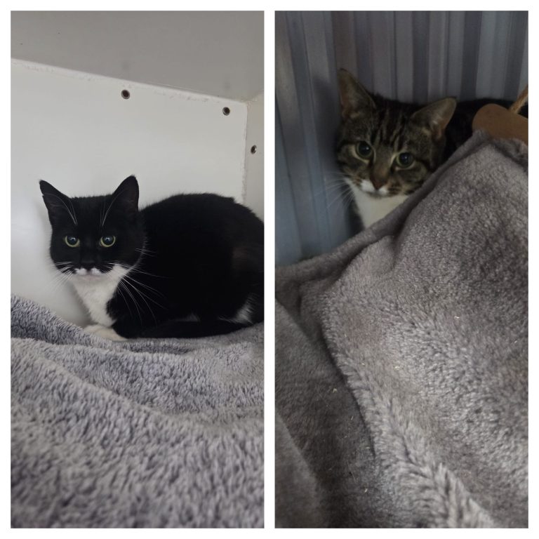 Cats Needing Homes in Suffolk, UK - Suffolk Animal Rescue UK