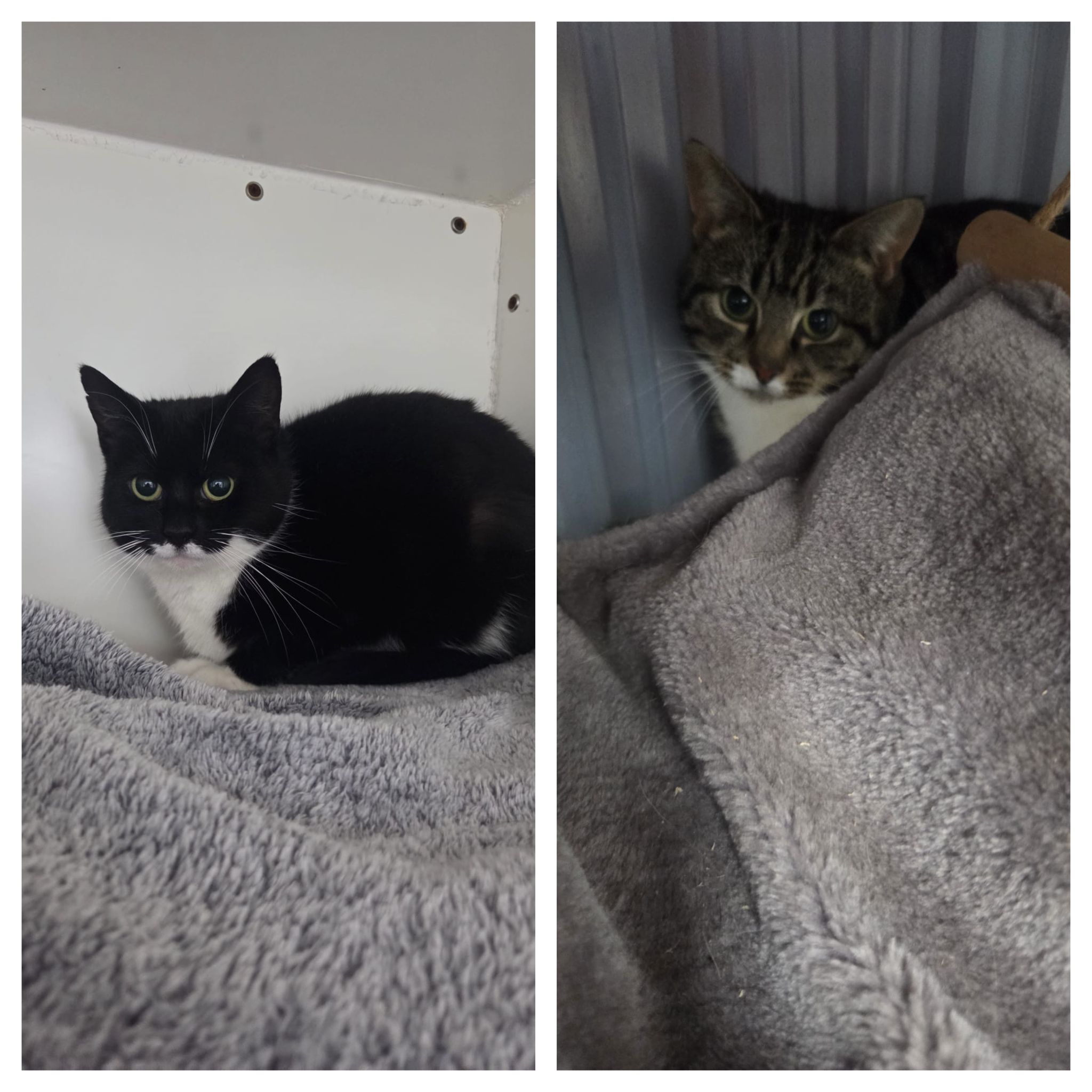 Cats Needing Homes in Suffolk, UK - Suffolk Animal Rescue UK