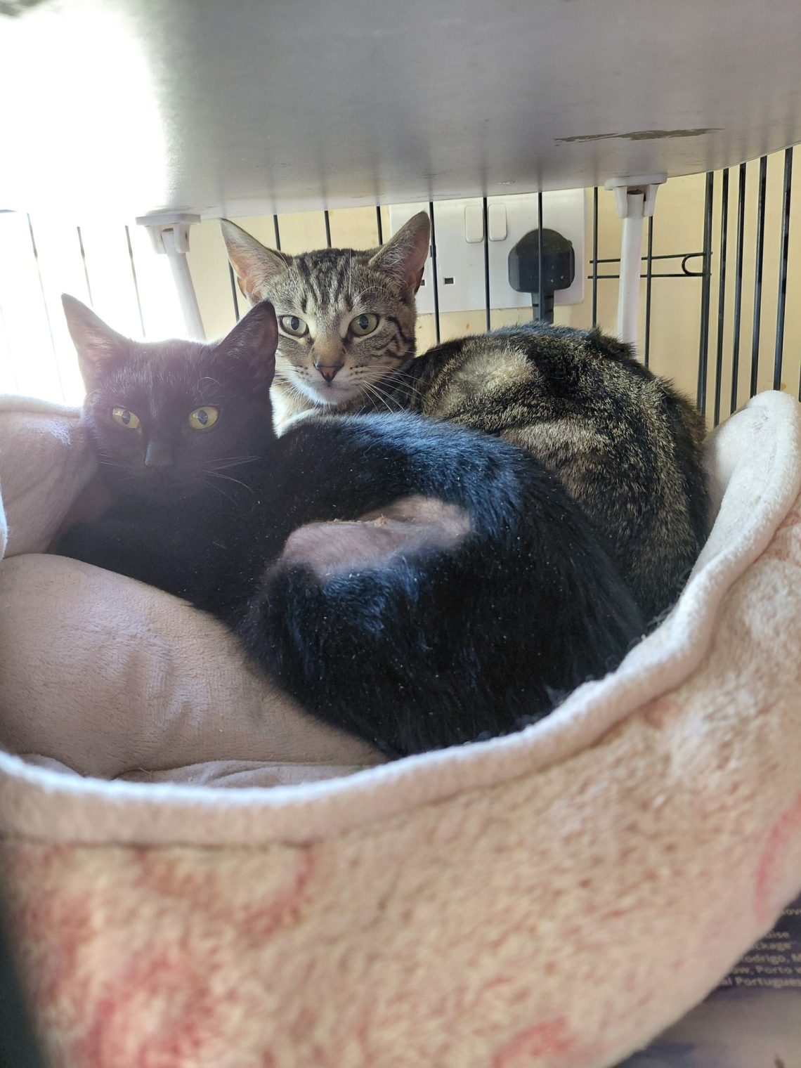 Cats Needing Homes in Suffolk, UK - Suffolk Animal Rescue UK